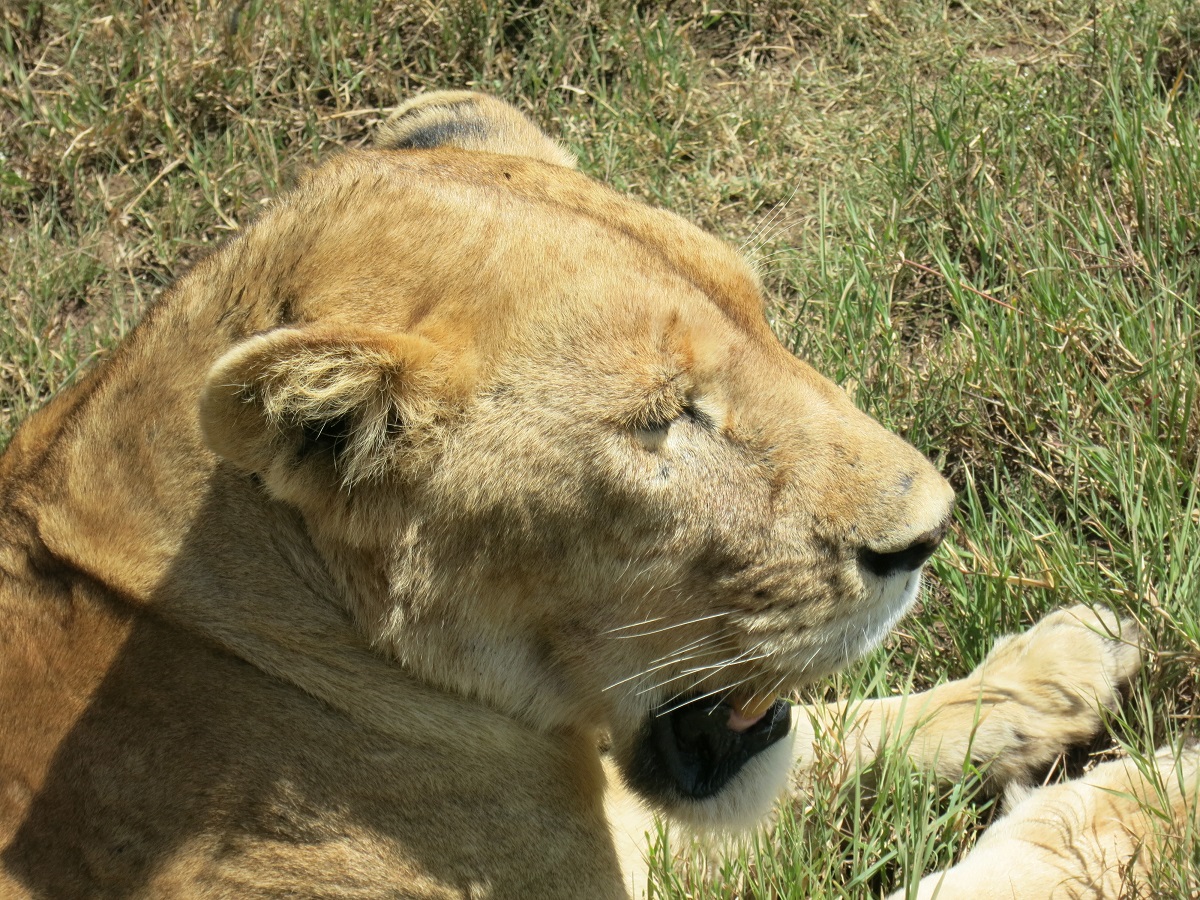 SAFARI, DIVLJA AFRIKA - PERCE VAS VODI